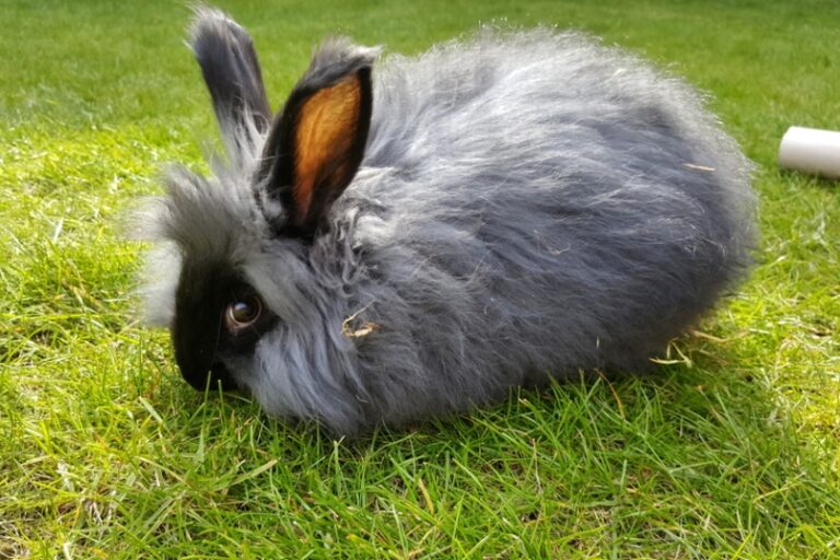 7 Adorable Long-Haired Rabbit Breeds (With Info & Pictures) | PangoVet