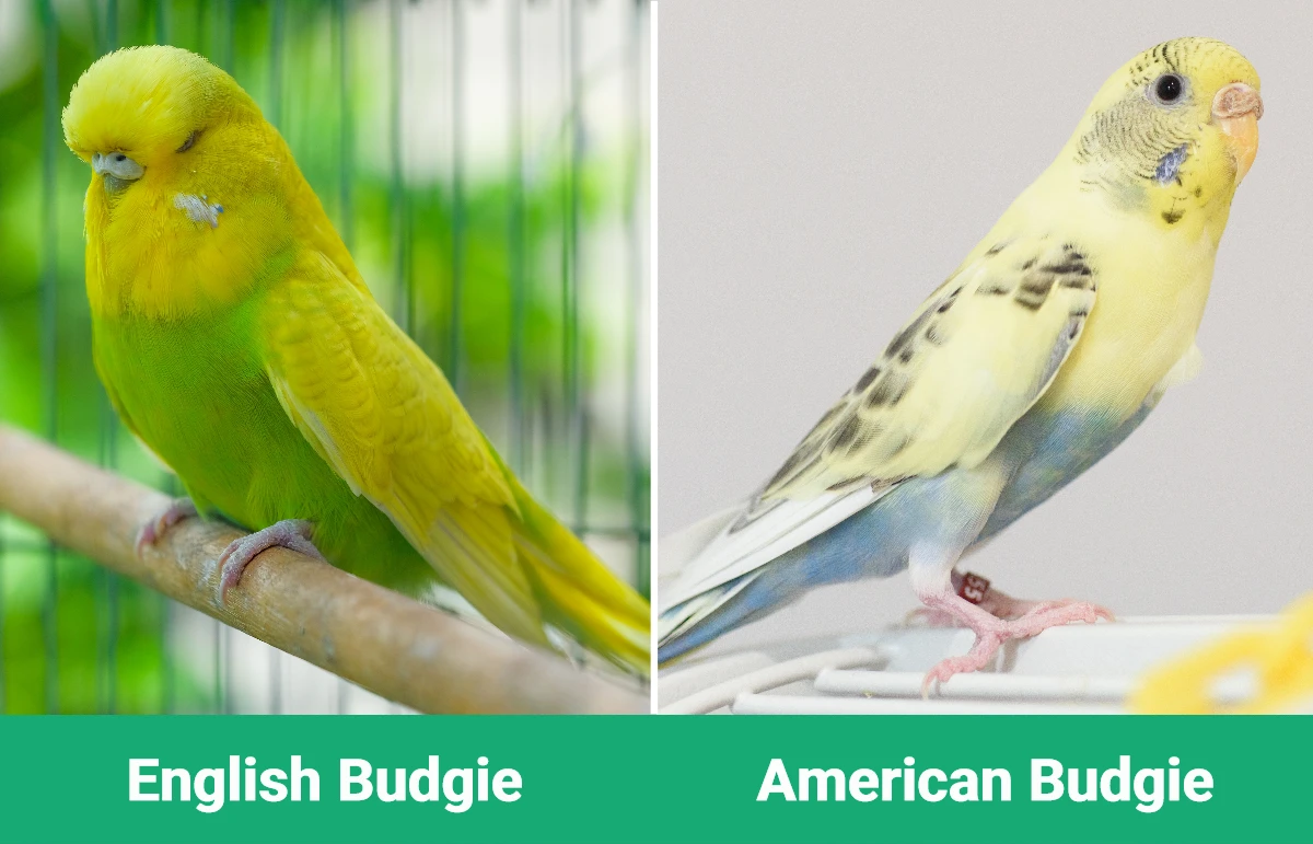 English Budgie vs American Budgie: What’s the Difference? (with ...