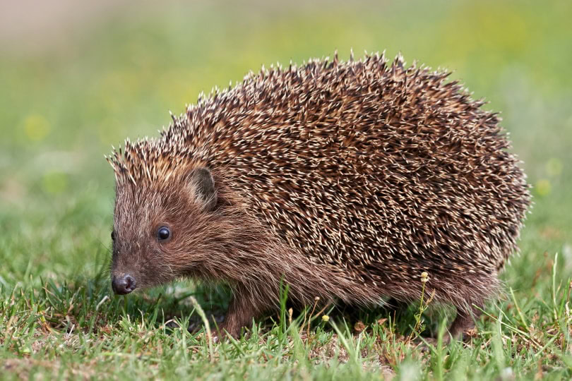 Are Hedgehogs Rodents? Taxonomy Explained | PangoVet