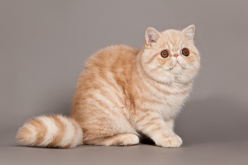 Exotic Shorthair Cat Breed: Info, Pictures, Temperament & Traits | PangoVet