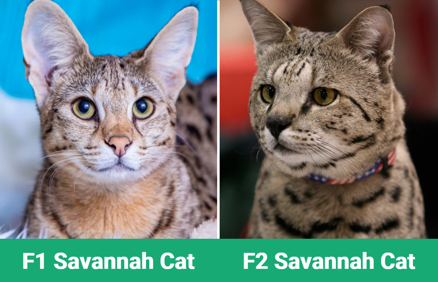F1 vs F2 Savannah Cat: The Differences (With Pictures) | PangoVet