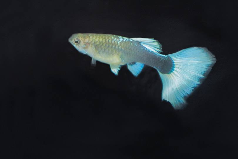 60 Popular Types of Guppy Patterns, Colors & Tails (With Info ...