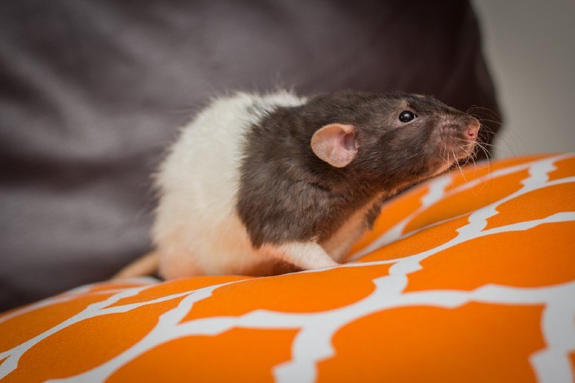 Dumbo Rat: Info, Behavior, Lifespan & Care (With Pictures) | PangoVet