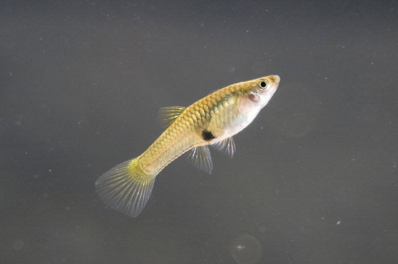 60 Popular Types of Guppy Patterns, Colors & Tails (With Info ...