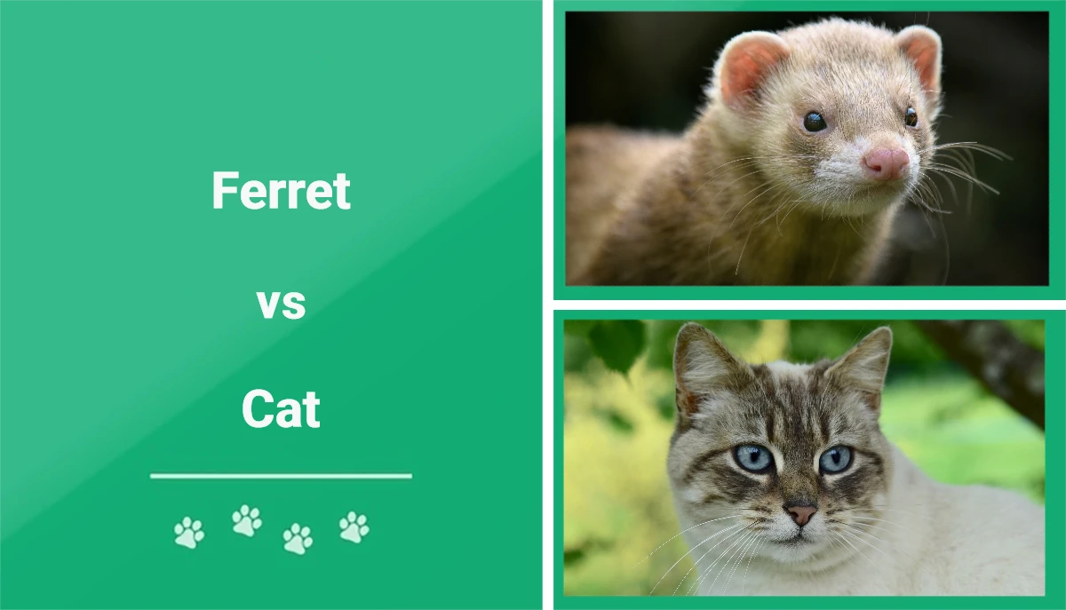 Ferret vs. Cat: Which Should I Choose? Key Differences (With Pictures ...