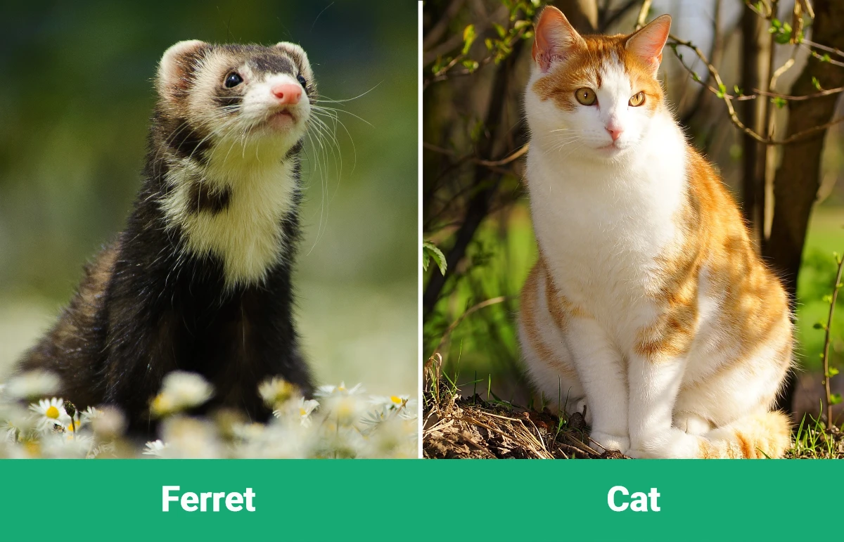 Ferret vs. Cat: Which Should I Choose? Key Differences (With Pictures ...