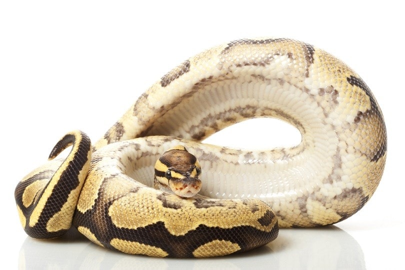 50 Types of Ball Python Morphs & Colors: Info & Facts (With Pictures ...