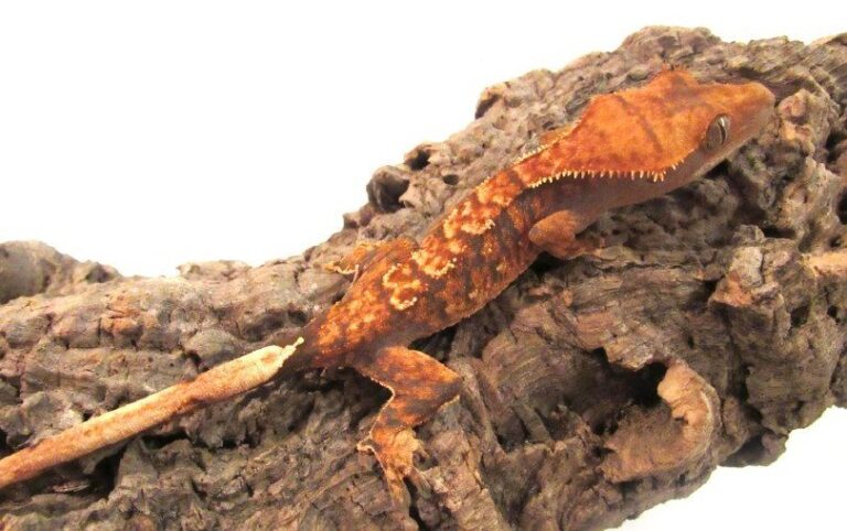 Flame Crested Gecko: Info, Pictures & Care Guide for Beginners | PangoVet