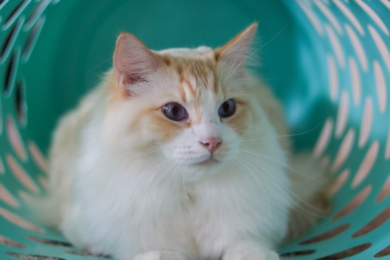 Flame Point Ragdoll Cat: Info, Pictures, Facts & History | PangoVet