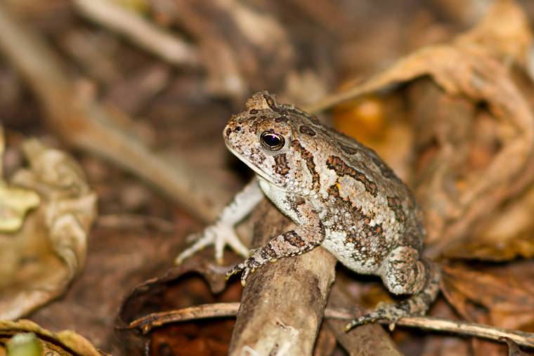 How to Take Care of a Toad: Facts & Info | PangoVet