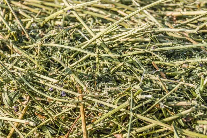 6 Types of Hay for Rabbits: Which One Is Best? (With Pictures) | PangoVet
