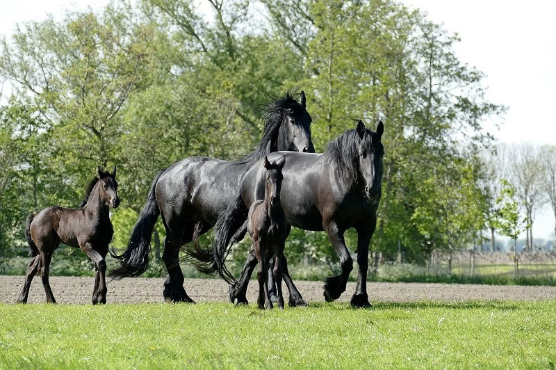 Baby Friesian Horse