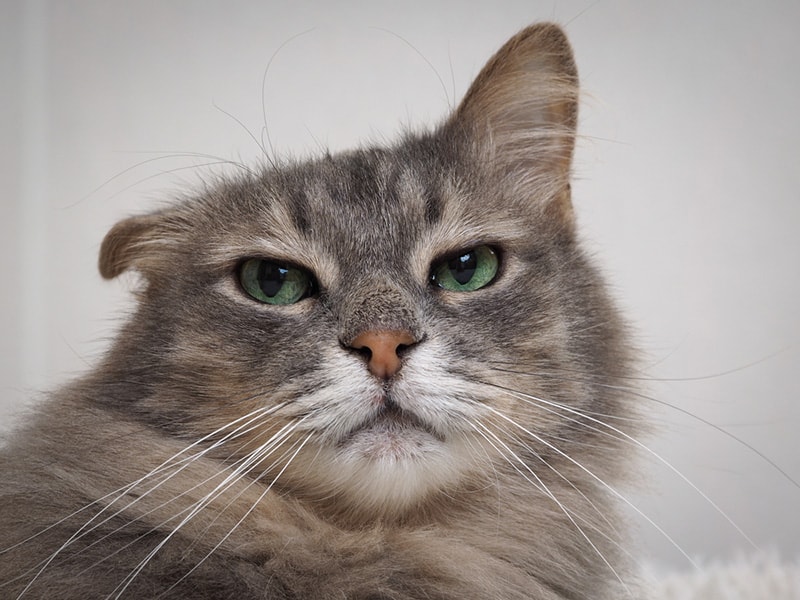 Cat Ears Drooping: Signs, Causes & Treatments (Vet Answer) | PangoVet