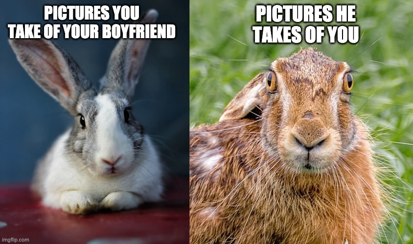 10 Funny Rabbit Memes Guaranteed to Make You Laugh | PangoVet