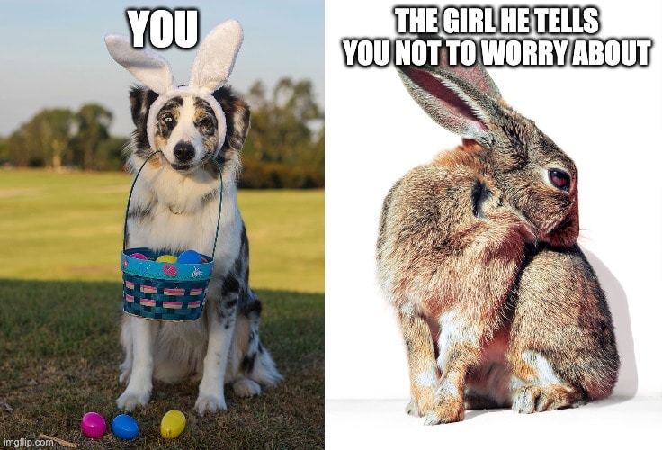 10 Funny Rabbit Memes Guaranteed to Make You Laugh | PangoVet