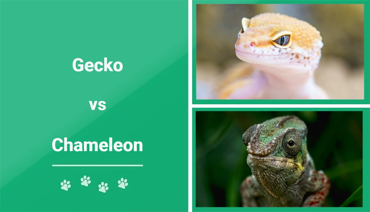 Gecko vs Chameleon: Differences Explained (With Pictures) | PangoVet