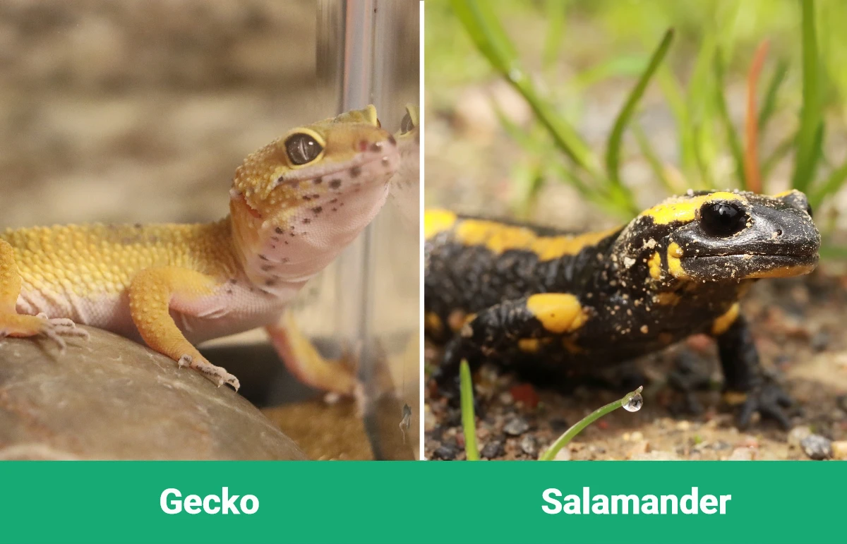 Gecko vs Salamander: Main Differences (With Pictures) | PangoVet