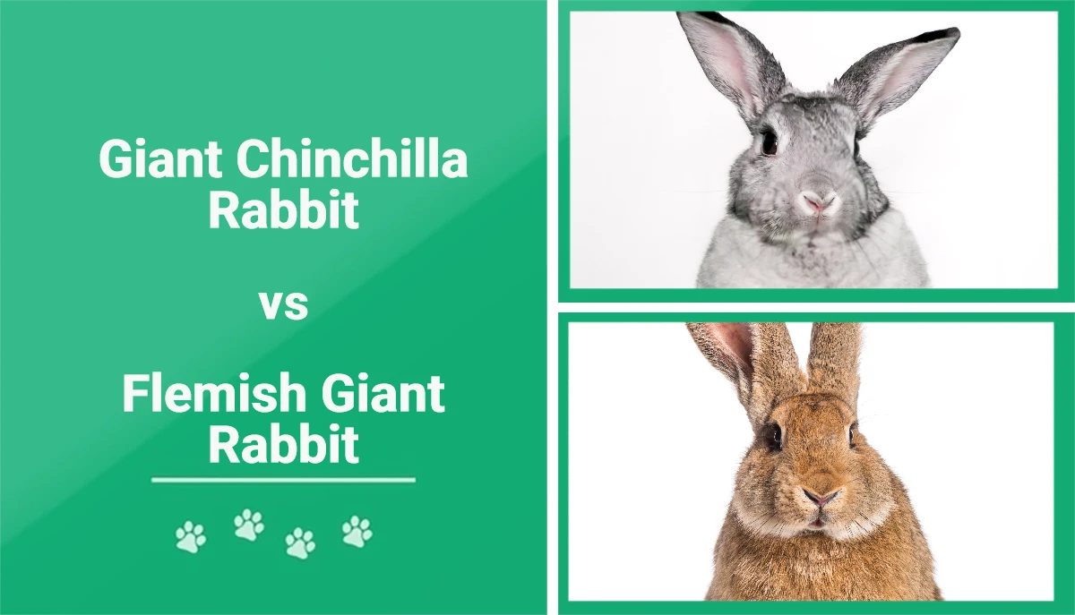Giant Chinchilla Rabbit vs. Flemish Giant Rabbit: The Differences (With ...