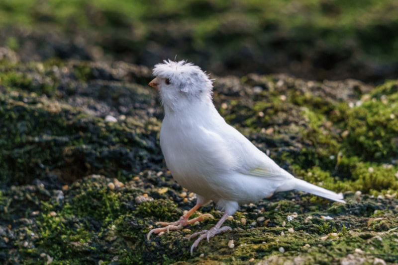 Gloster Canary: Bird Care Guide, Info & Personality (With Pictures ...