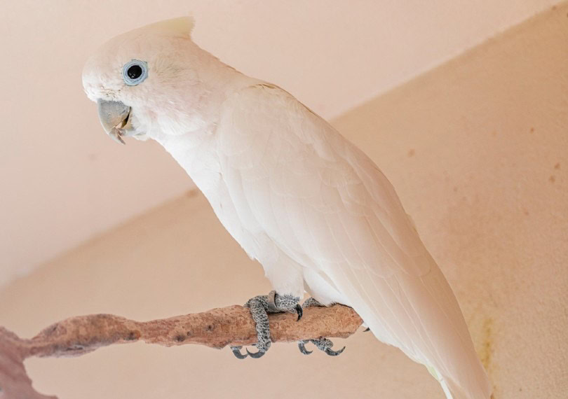 Goffin s Cockatoo Info Personality Food Care Guide With Pictures PangoVet