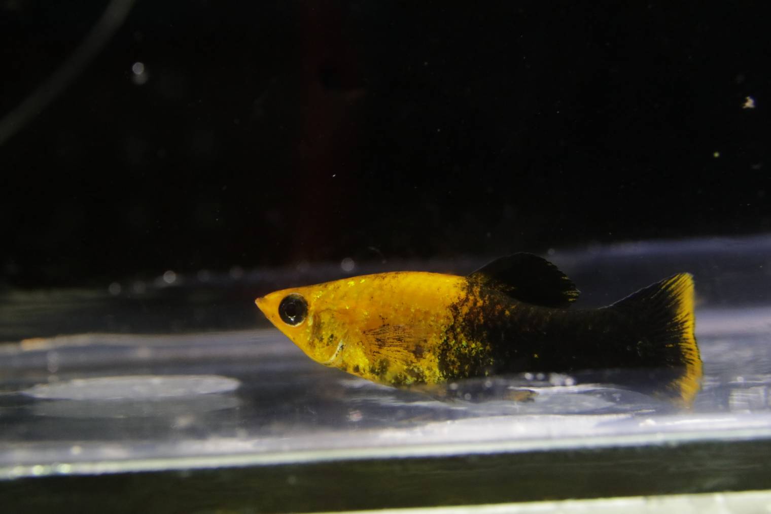 14 Popular Types of Molly Fish Colors, Species & Tails (With Info ...