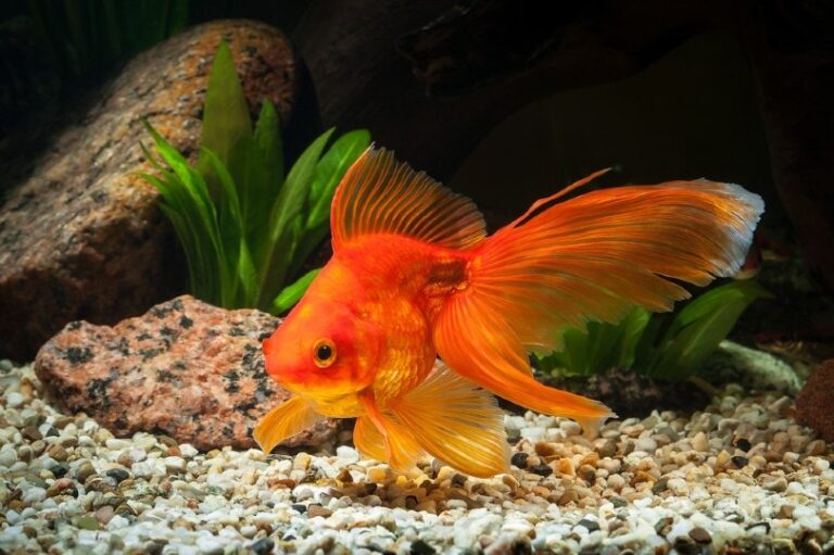 20 Common Goldfish Diseases: Treatment & Prevention | PangoVet