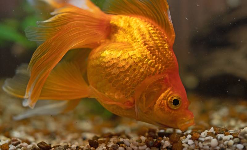 Articles about Goldfish | PangoVet