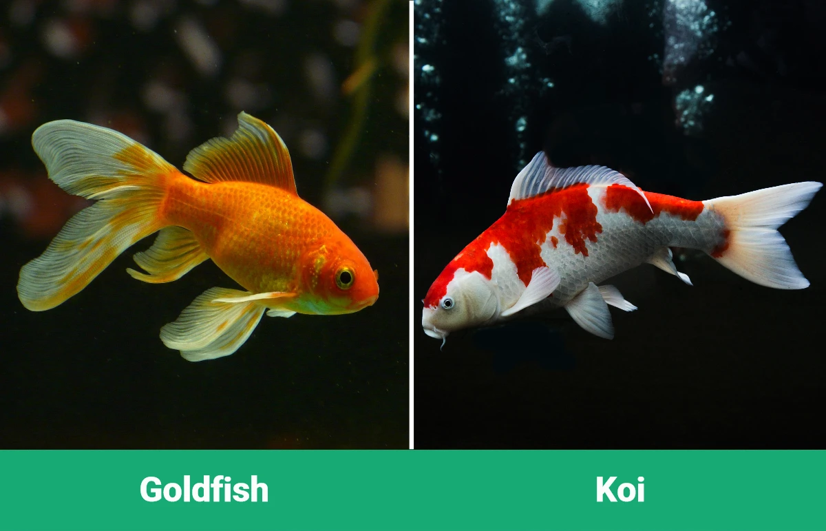 Goldfish vs. Koi: Key Differences (With Pictures) | PangoVet