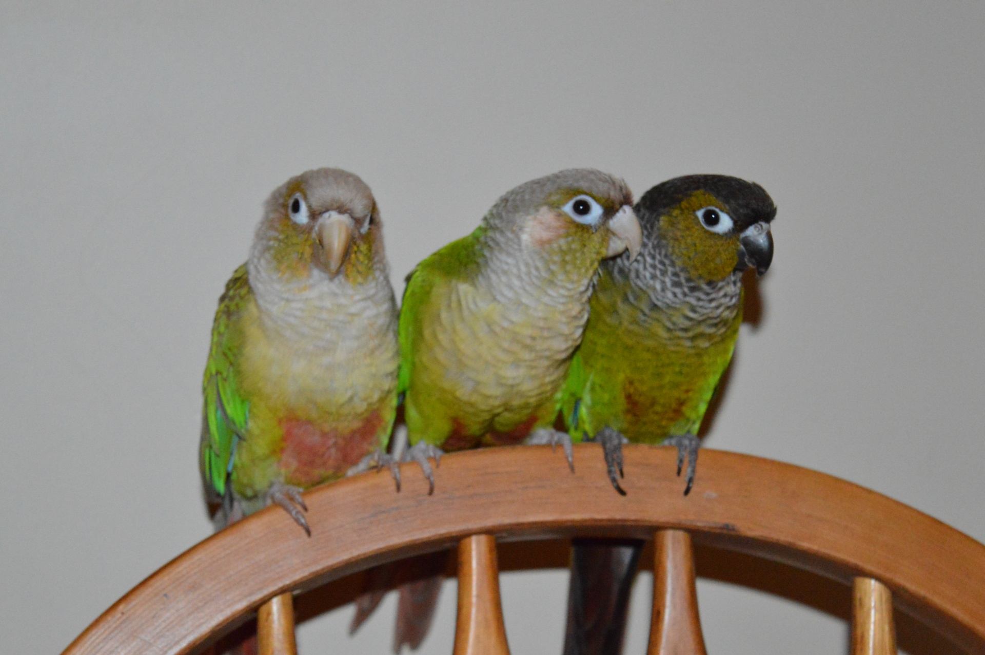 Green-Cheeked Conure: Info, Pictures, Personality, Diet & Care Guide | PangoVet