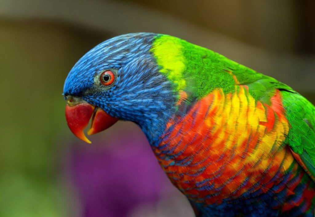 Green-Naped (Coconut) Lorikeet: Info, Pictures, Traits & Care | PangoVet