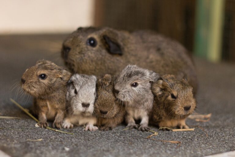 Guinea Pig Breeding Reproduction 101 Vet Approved Guide Pangovet