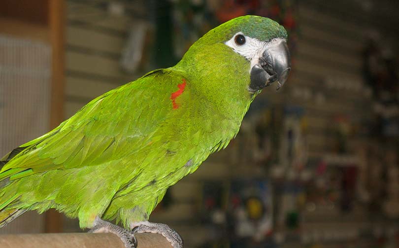 Mini Macaws as Pets: Info, FAQ & Care Guide (With Pictures) | PangoVet