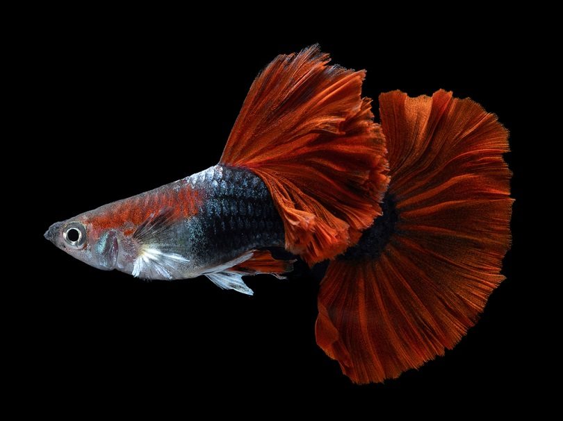 60 Popular Types of Guppy Patterns, Colors & Tails (With Info ...