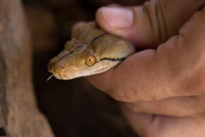 What to Do If a Ball Python Bites You: Our Vet Explains | PangoVet