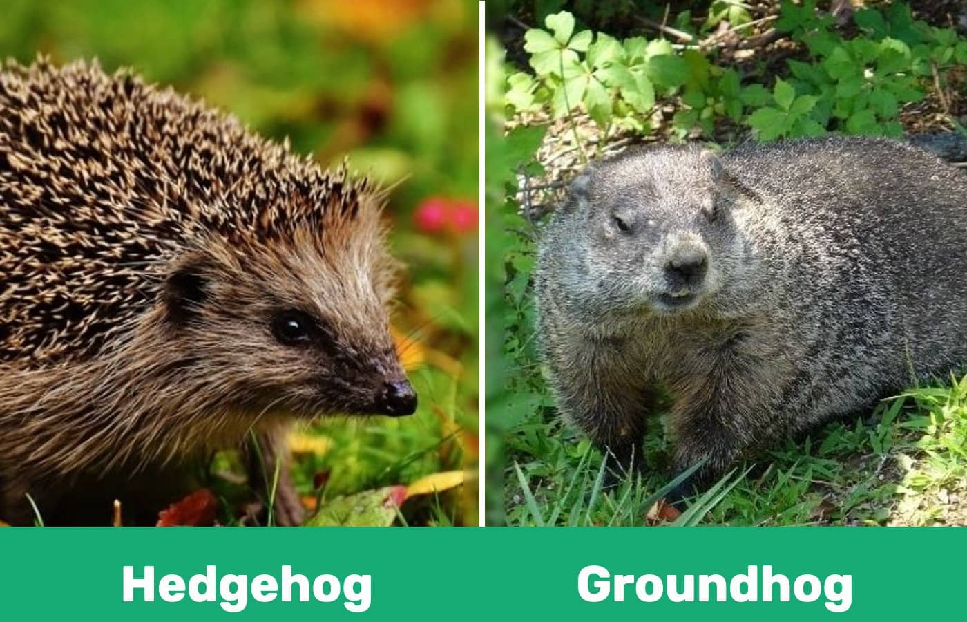 Hedgehog vs. Groundhog: Visual Differences & Characteristics (with ...