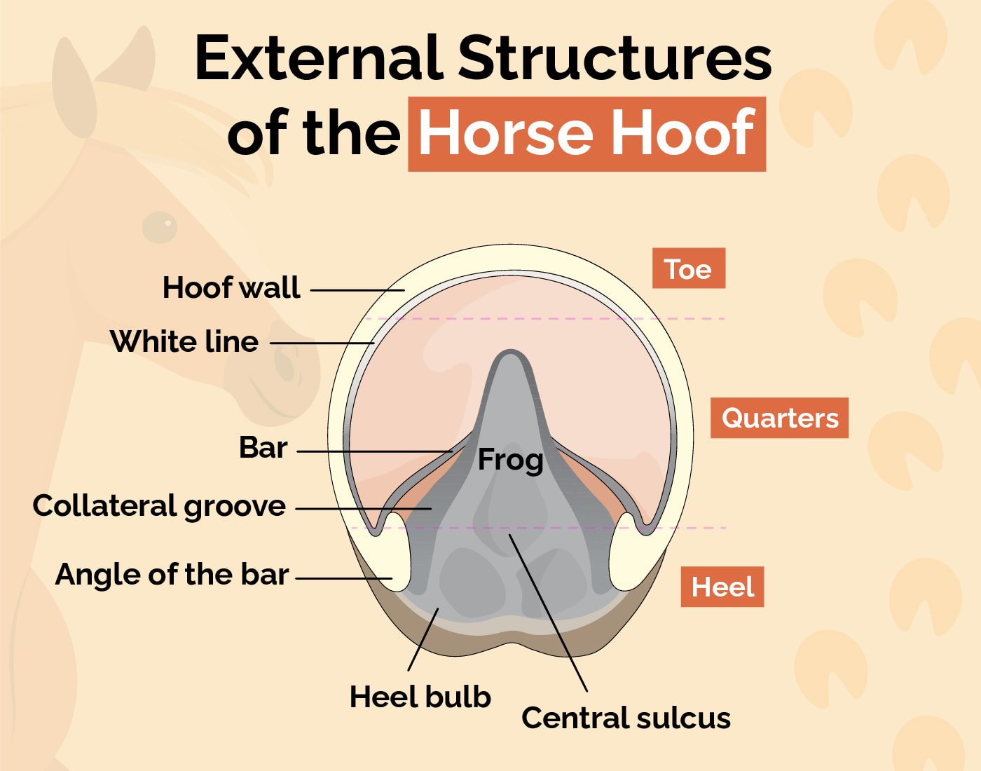 What Are Horse Hooves Made Of? Vet-Verified Hoof Anatomy | PangoVet