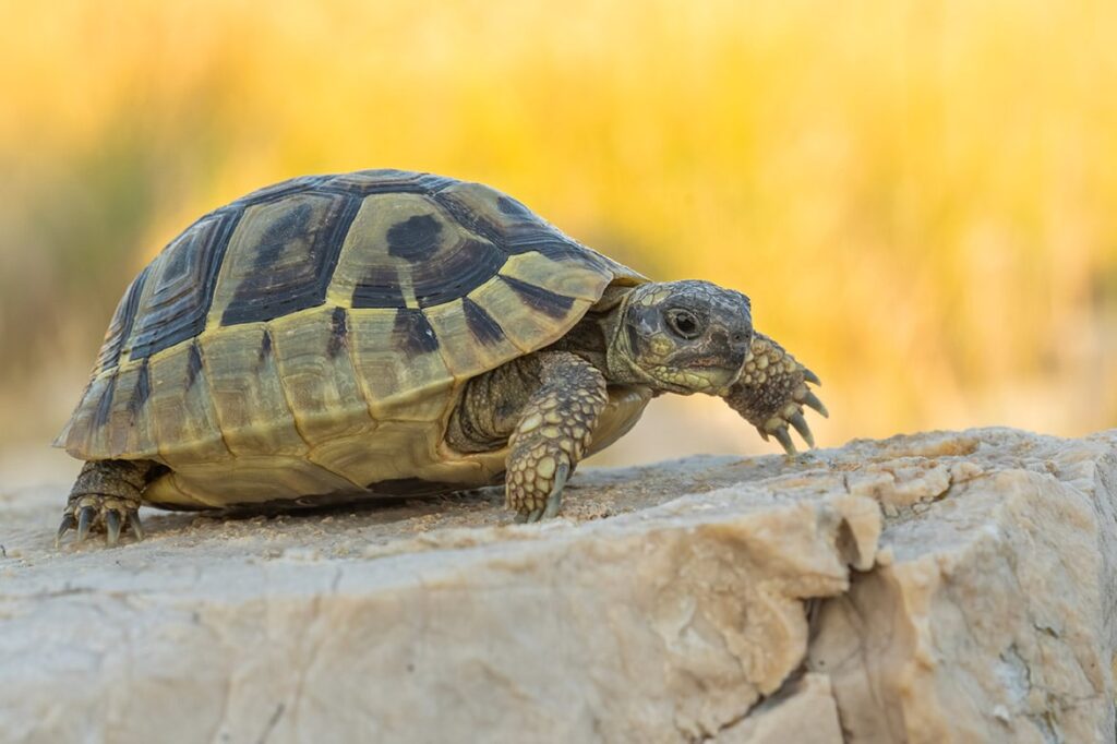 Hermann’s Tortoise: Info, Care Sheet, Tank Setup, Diet, & More (with ...