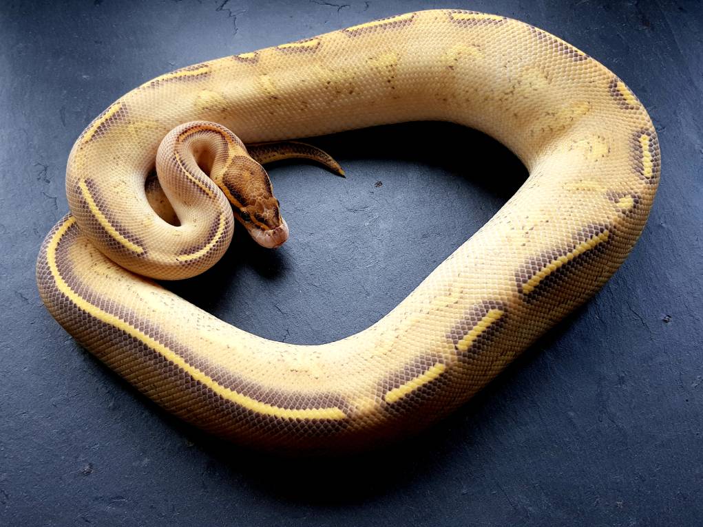 Highway Ball Python Morph: Info, Pictures, Traits & Care | PangoVet