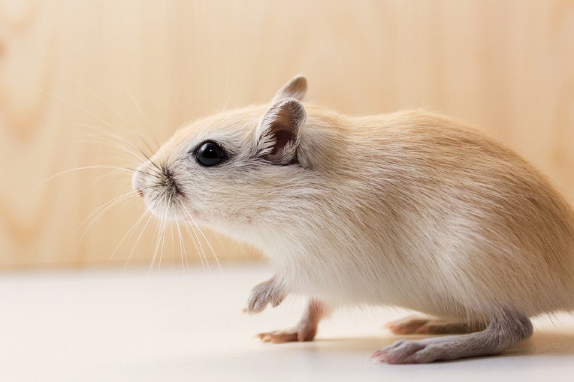 Gerbil Color Types Veelgestelde Vragen Gerbils | Supreme Petfoods