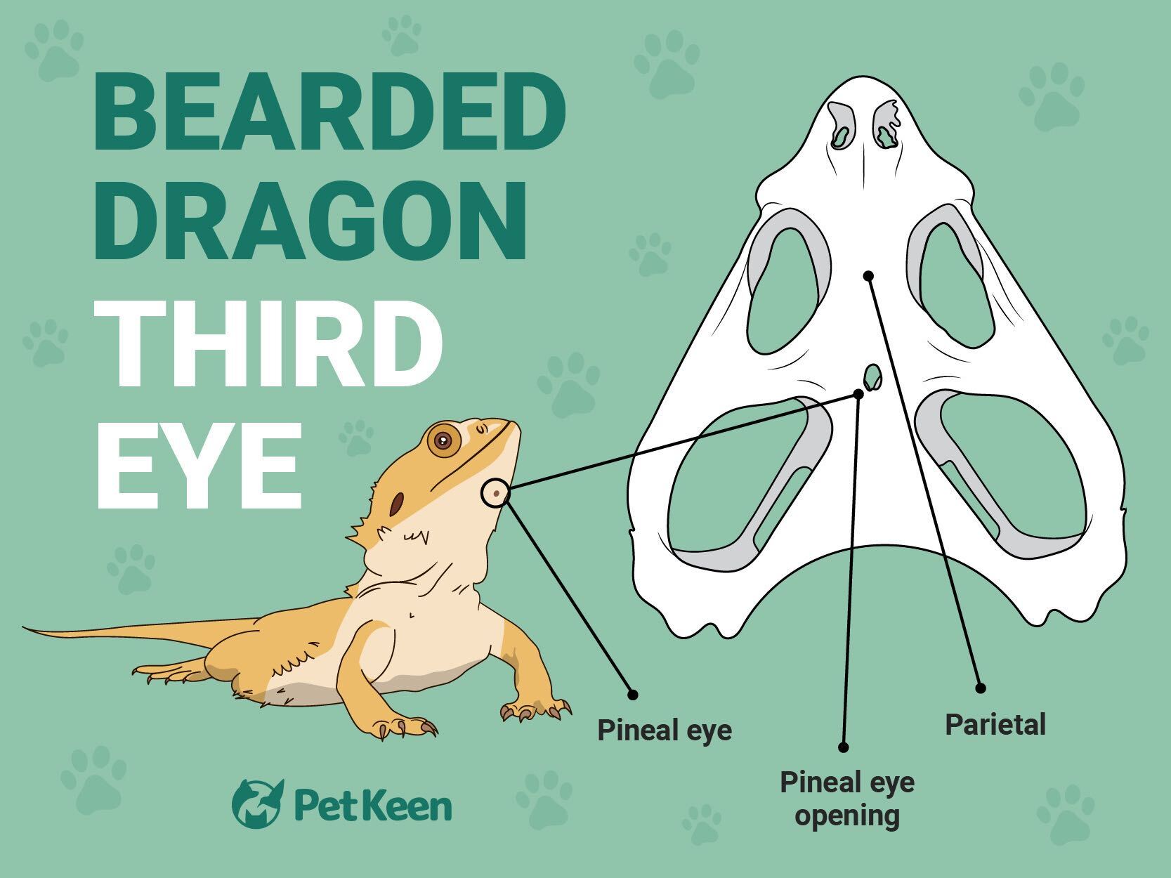 Bearded Dragon Third Eye: Vet-Reviewed Science & Info to Know | PangoVet
