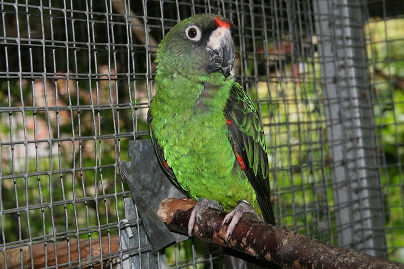 Jardine’s Parrot (Red-Fronted Parrot): Info, Care & Pictures | PangoVet