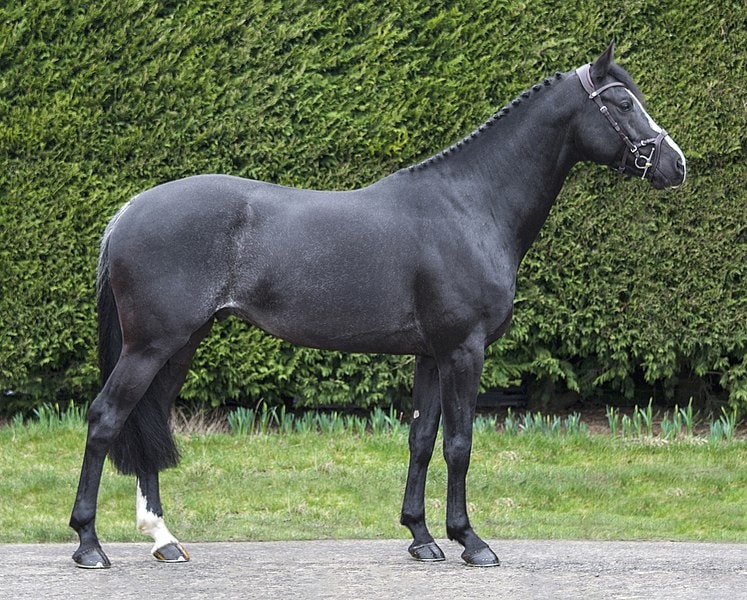 Gray Horses: 5 Different Colors (With Info & Pictures) | PangoVet