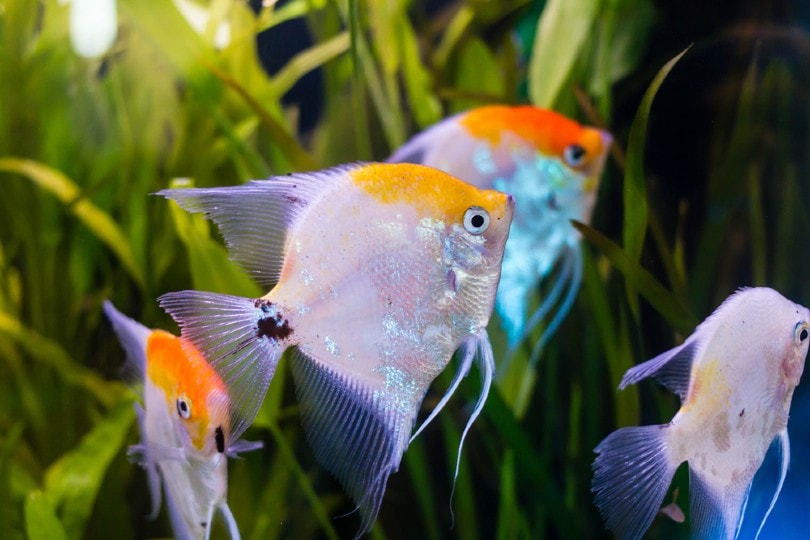 13 Types of Angelfish for Freshwater Aquariums (With Info & Pictures ...