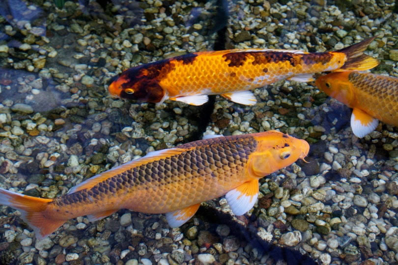 6 Reasons Why Koi Fish Jump Out of Water (& How to Stop It) | PangoVet