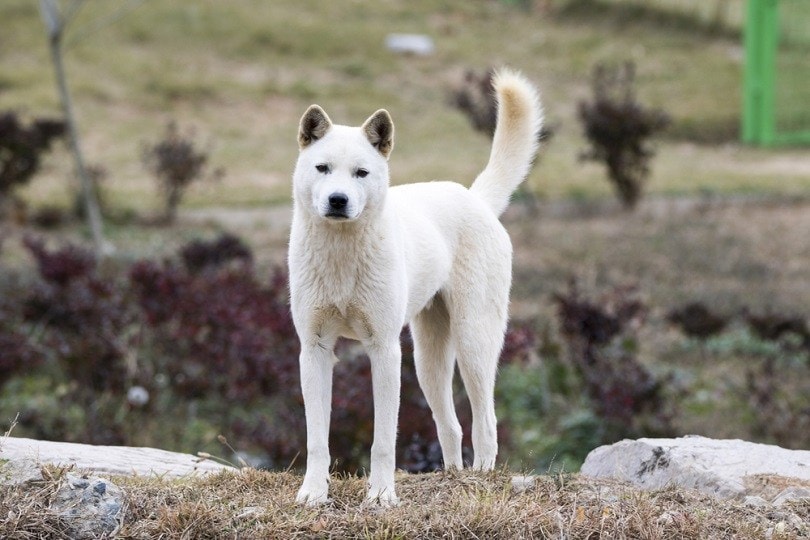 Korean Jindo Dog Breed Guide: Info, Pictures, Care & More | PangoVet