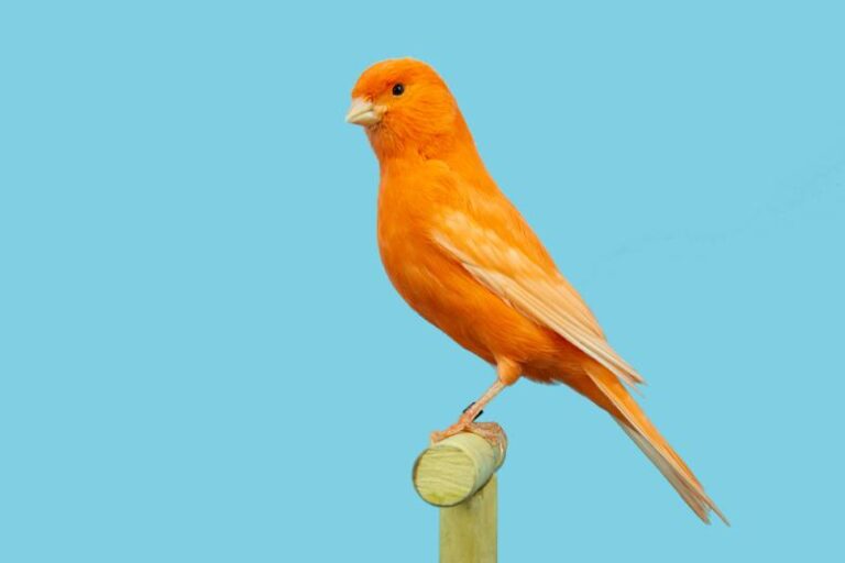 14 Types of Canary Bird Varieties & Colors (With Info & Pictures ...