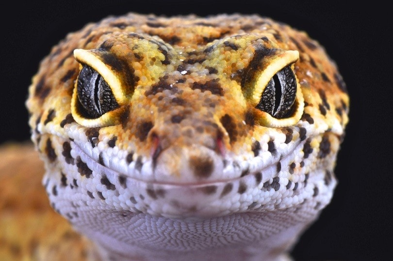 How to Tell If Your Leopard Gecko Is Dying: 5 Signs to Look For | PangoVet