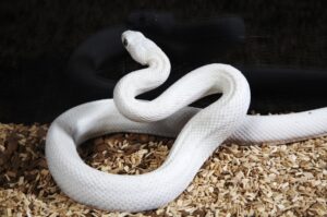 Leucistic (White) Ball Python Morph: 20 Interesting Facts | PangoVet