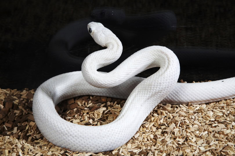 Leucistic (White) Ball Python Morph: 20 Interesting Facts | PangoVet