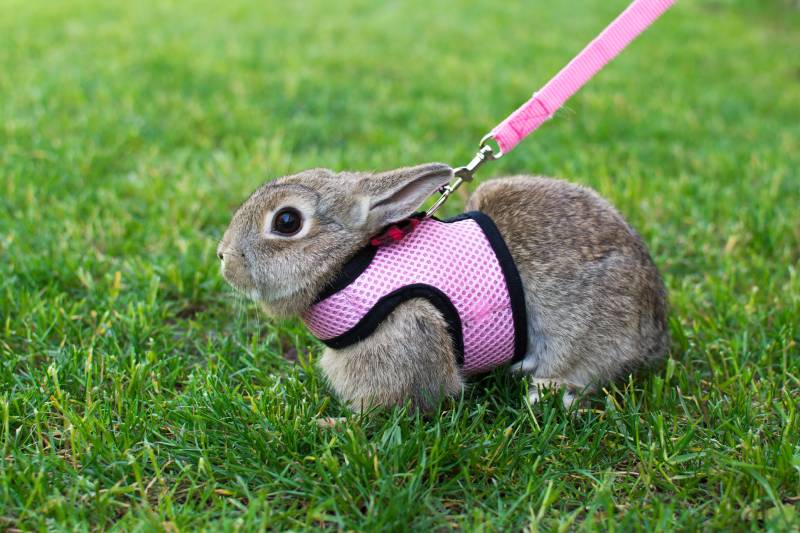 Can Rabbits Wear Collars & Harnesses? Vet-Approved Safety Guide | PangoVet